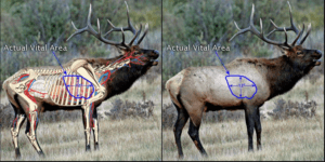 Mastering Elk Anatomy | The Journal | OutdoorClass