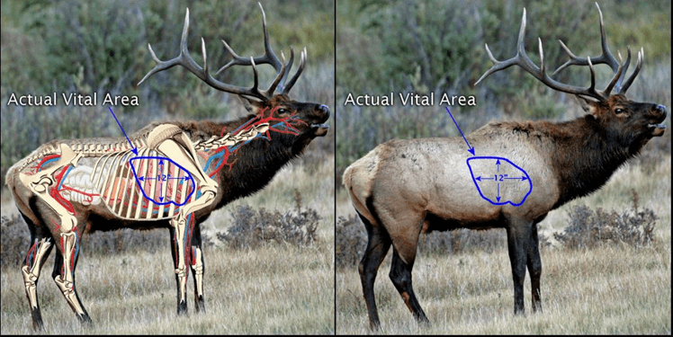 Mastering Elk Anatomy | The Journal | OutdoorClass