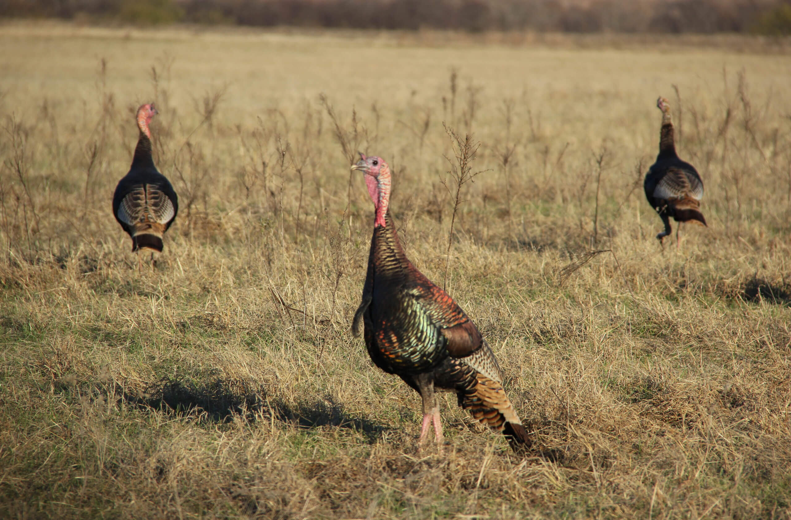 Getting Your Gobbler | The Journal | OutdoorClass